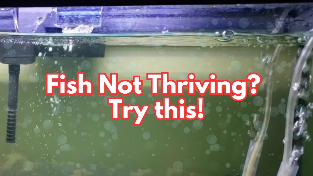 Keep Fish Happy With PROPER Aquarium Water Aeration Techniques - YouTube