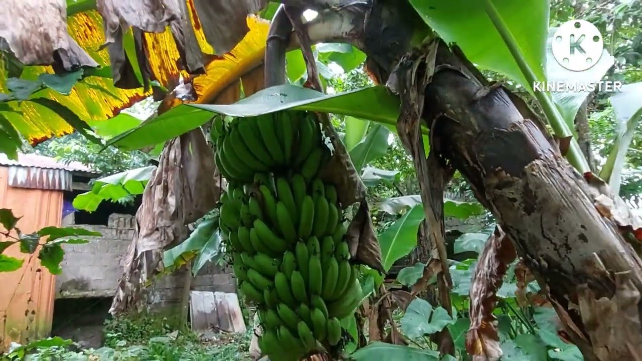 Buhay Probinsya||Harvesting Fruits||Abby Suarez Channel - YouTube