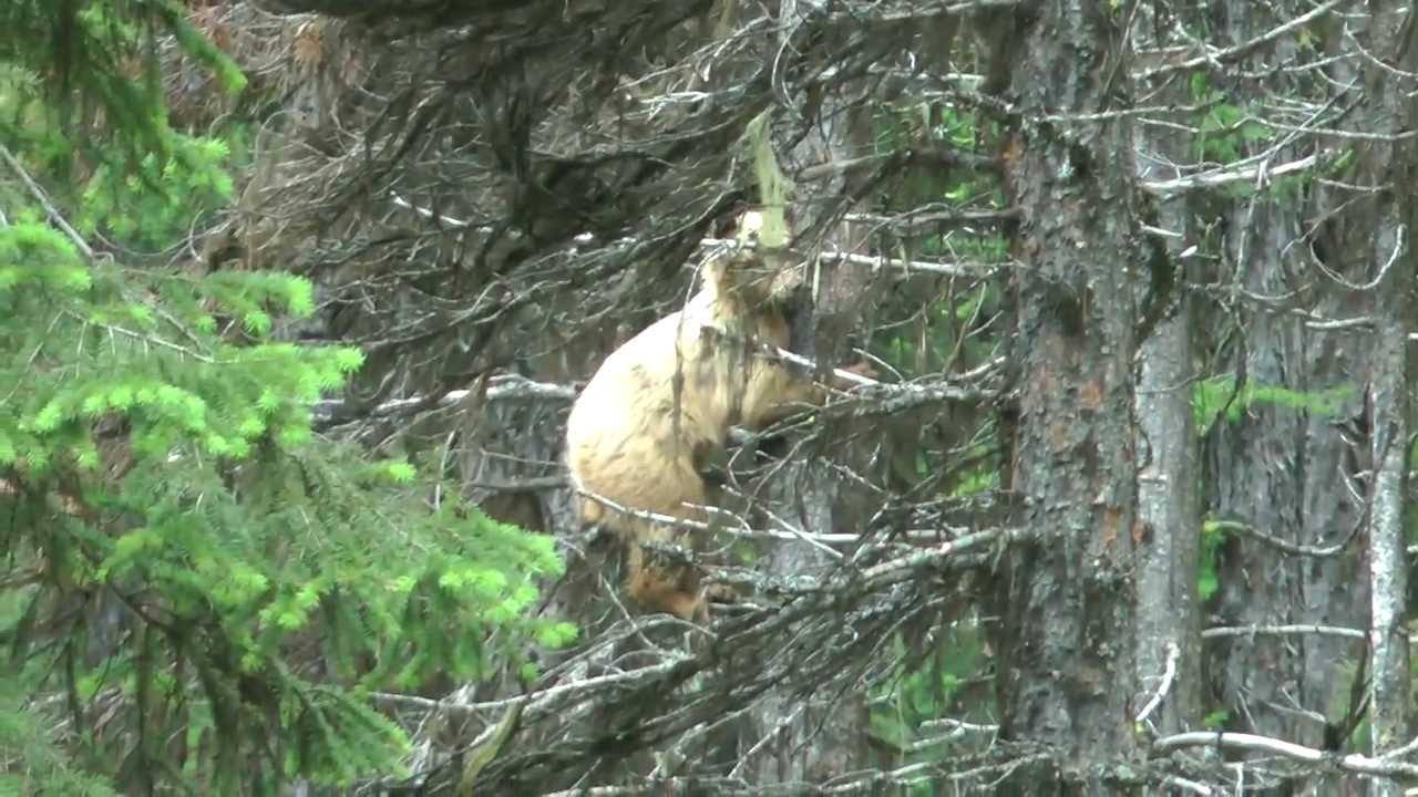 Blonde color phase black bears - YouTube