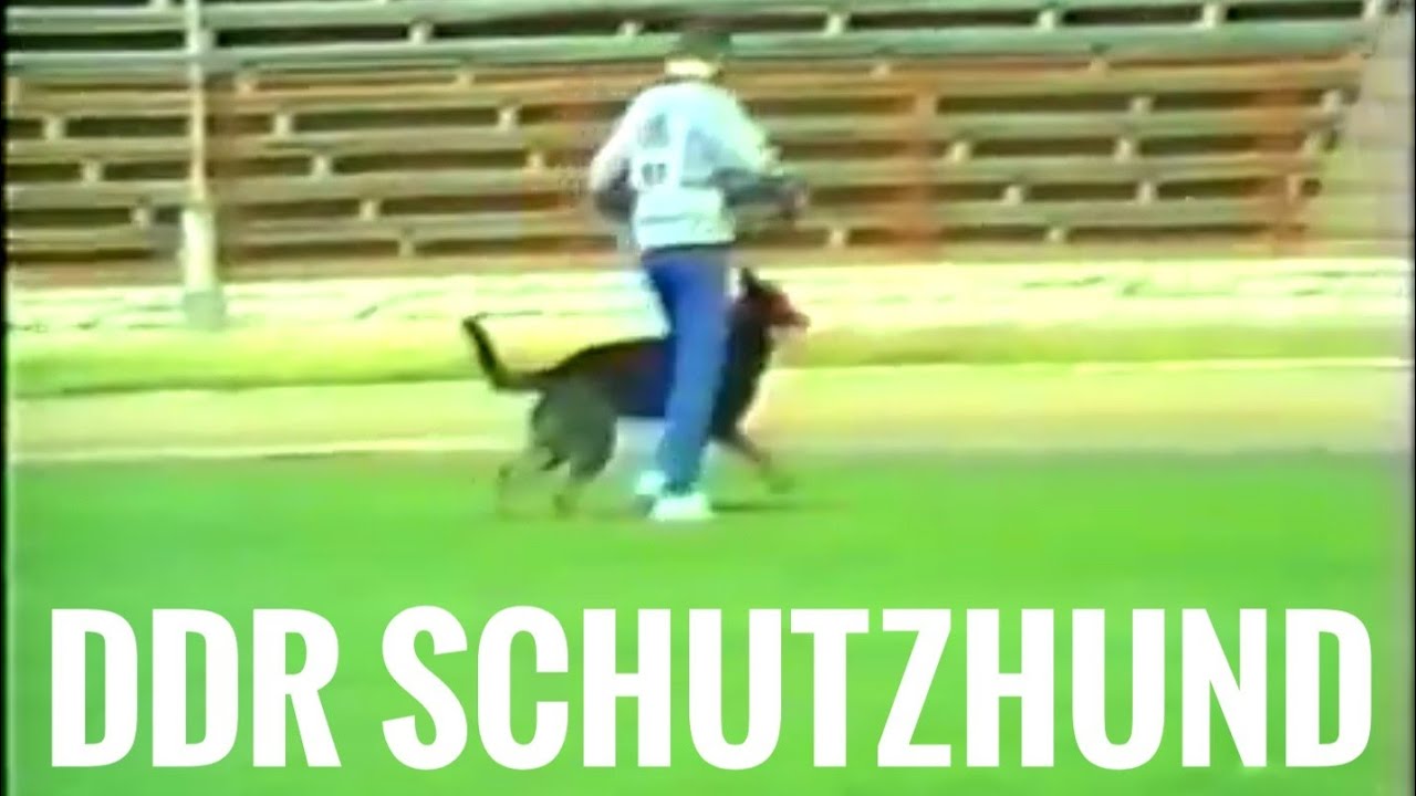 Schutzhund in the DDR - YouTube