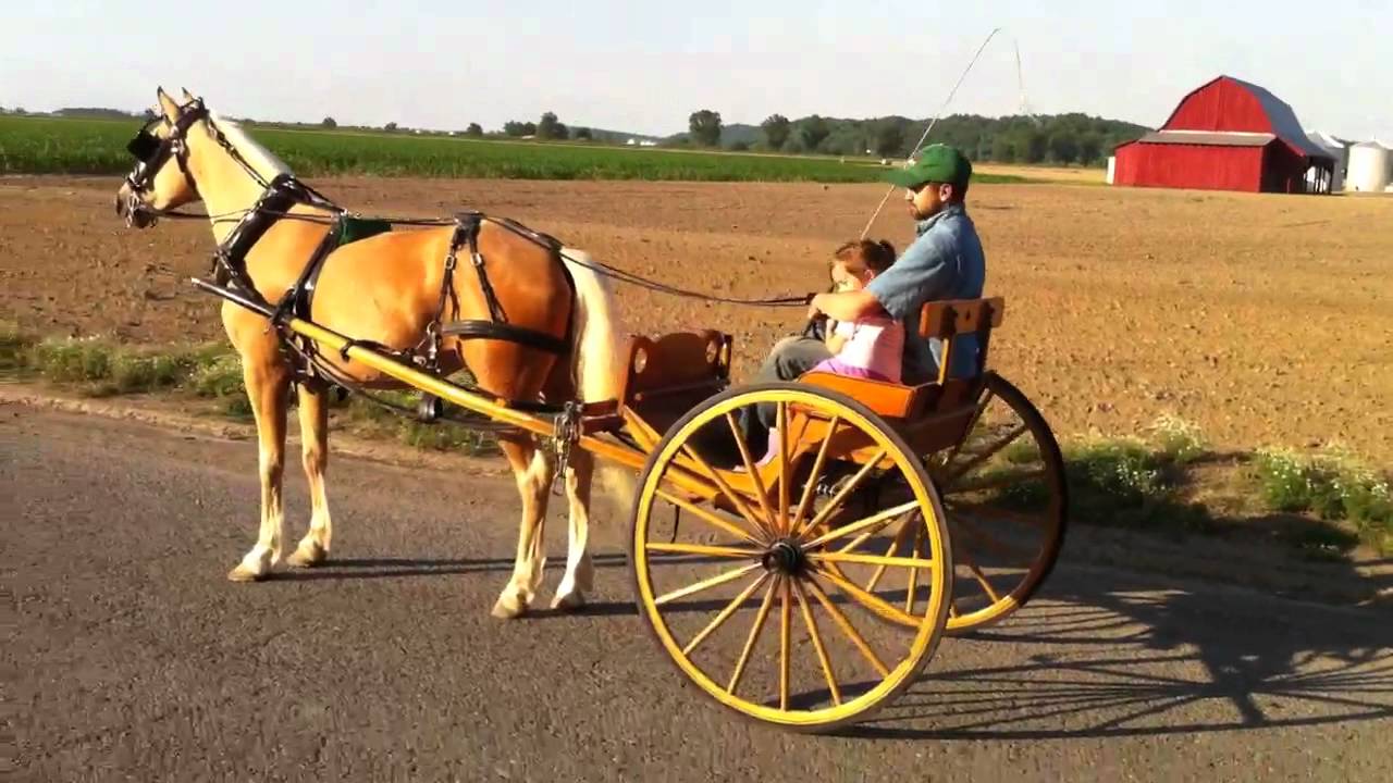 Haflinger Cross For Sale - YouTube
