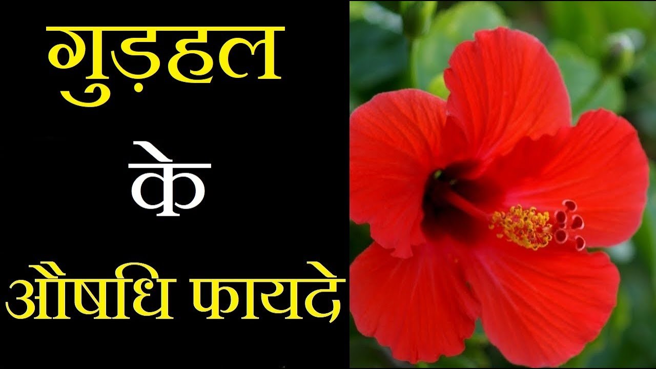Gudhal Flower Benifits in Hindi | गुड़हल फूल के प्रभावशाली उपाय ...