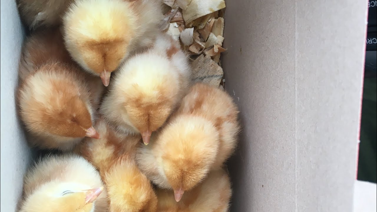 Picked Up Some Chicks - YouTube