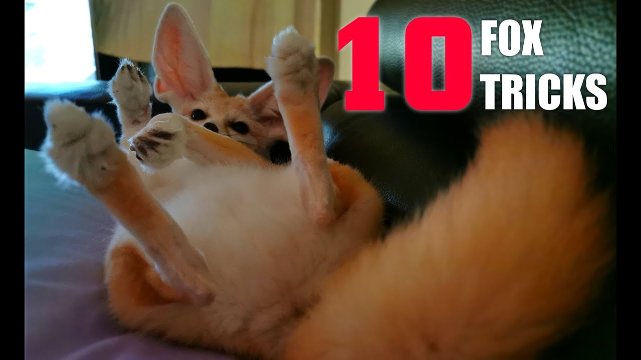 Top 10 Amazing Cute Dog Tricks To Teach Your FOX! - YouTube