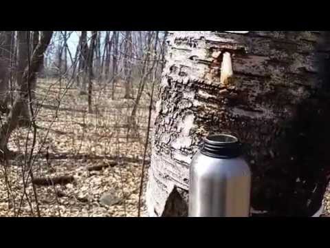 Tapping Our First Birch Tree For Sap - YouTube