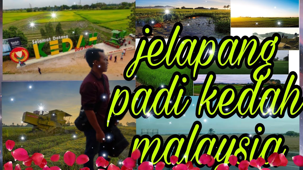 Paddy Field Jelapang Padi/ Kedah Malaysia. - YouTube