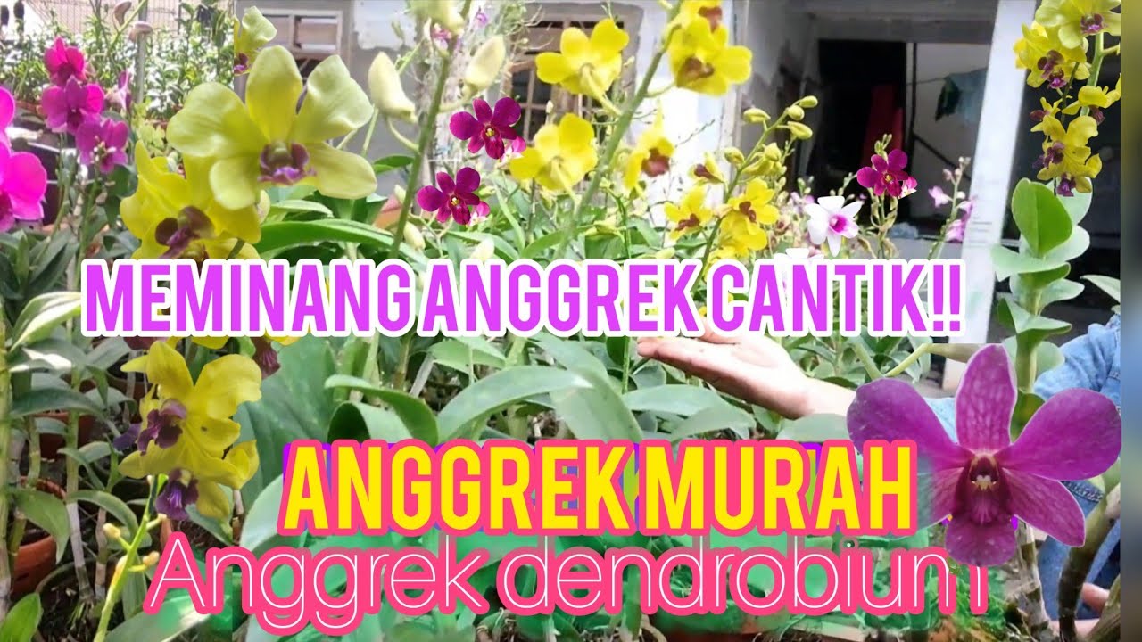 Anggrek murah ala rumahan,siap di pinang di pitara pancoranmas!!# ...