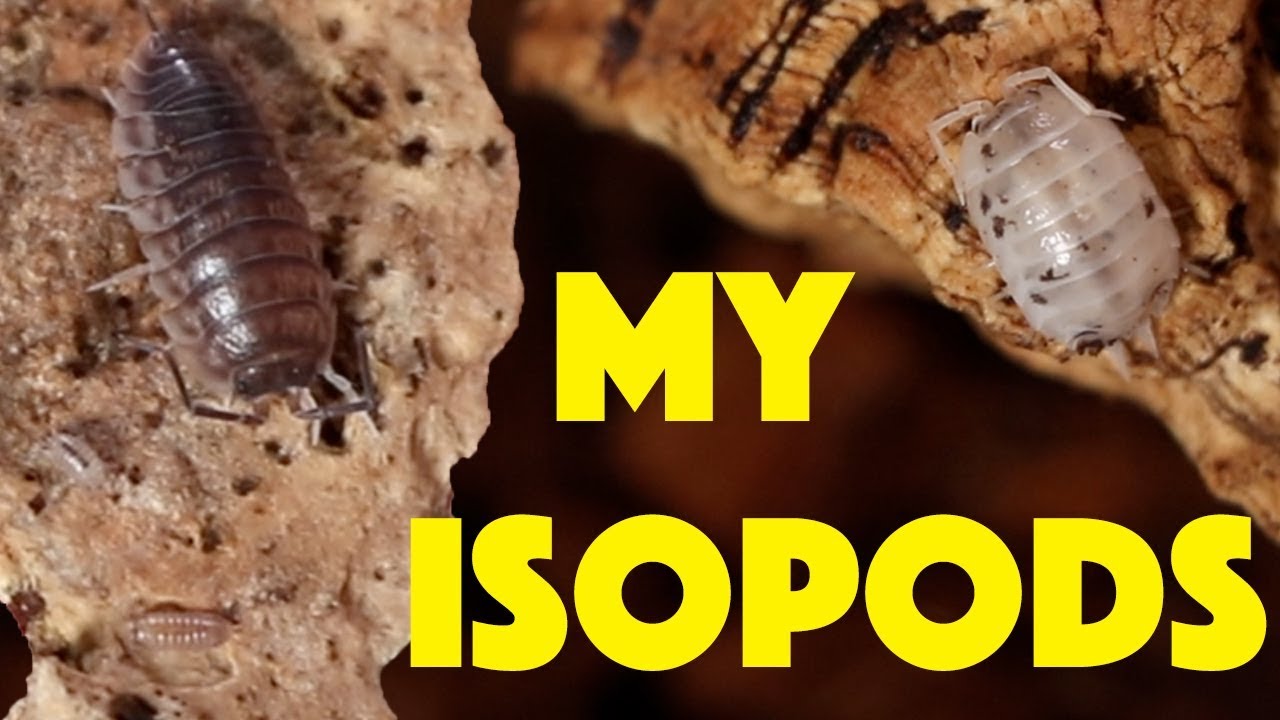 ISOPOD COLLECTION!! (My vivarium clean up crew) - YouTube
