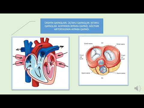 ÜRƏYİN QURULUŞU VƏ FUNKSİYASI.ÜRƏYİN İNNERVASİYASI.ÜRƏK TSİKLİ.ÜRƏK TONLARI.