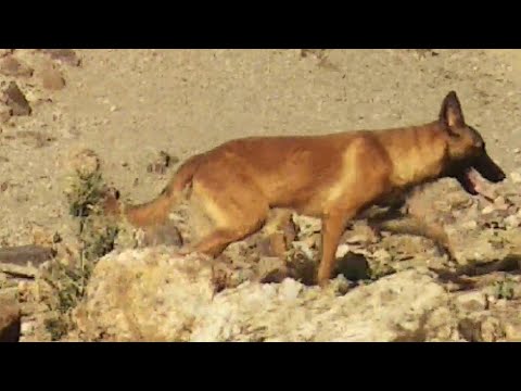 Dog is out village - YouTube