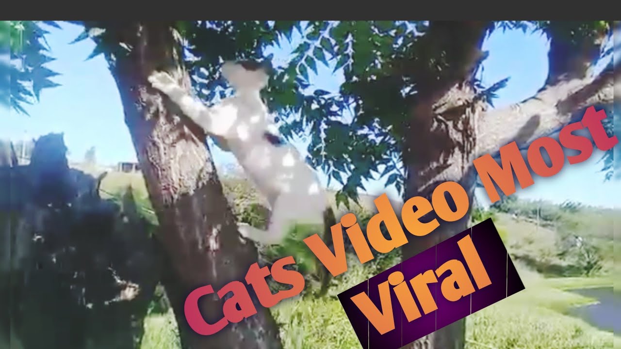 Cat Video Most Viral - YouTube
