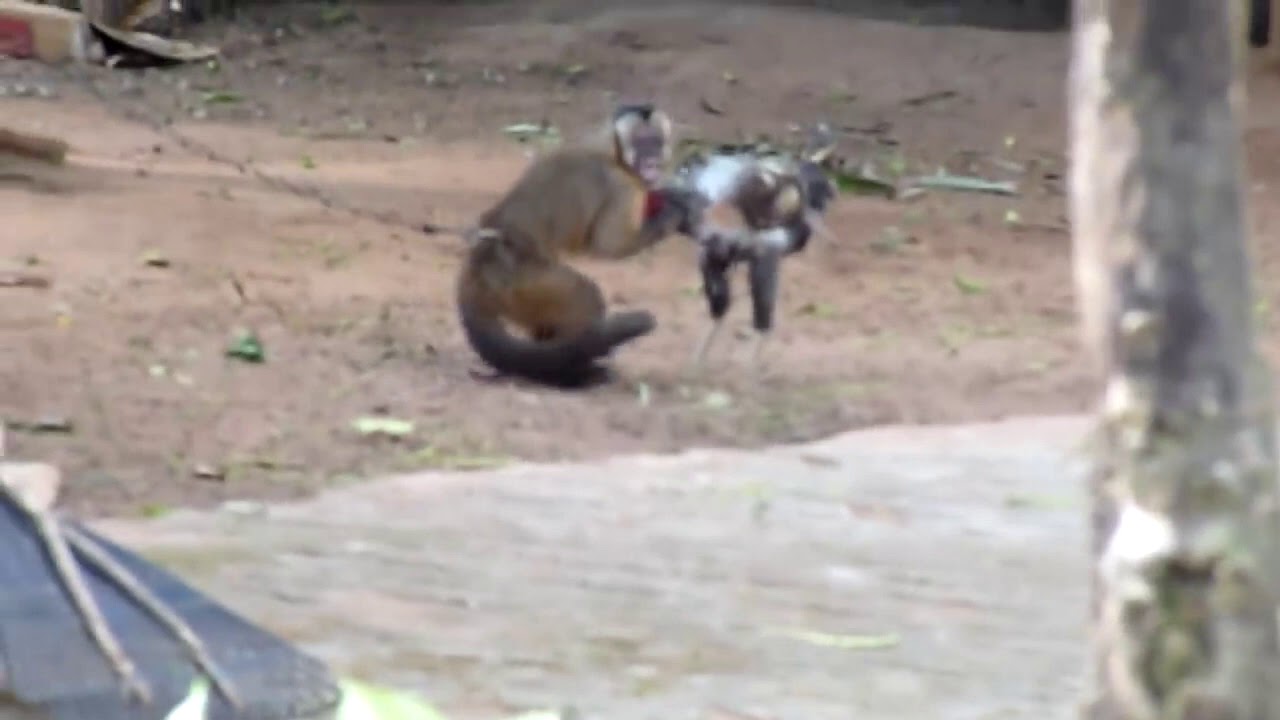 Mono vs gallo - YouTube