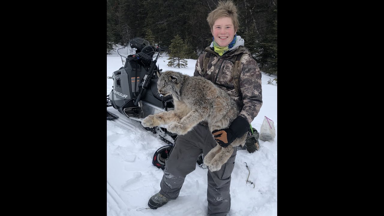 Lynx Trapping in Alaska - YouTube