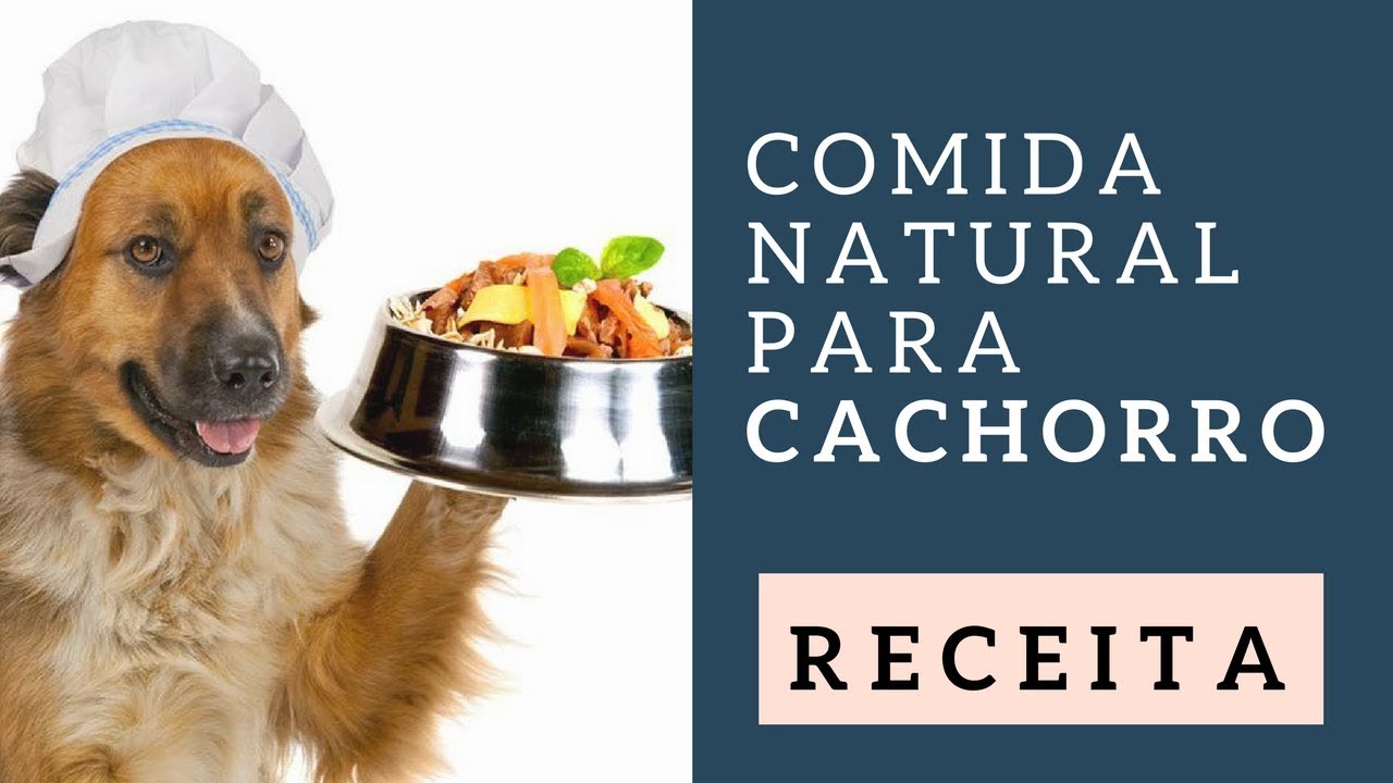 Comida Natural para Cachorro Receita e Cães ( Fácil de Fazer ) - YouTube