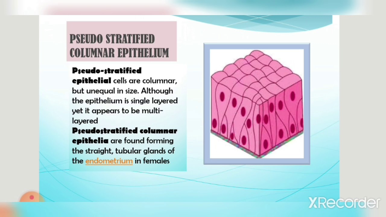 EPITHELIAL TISSUE//ANIMAL TISSUES//Lesson-TISSUES//class 9, 11, NEET ...