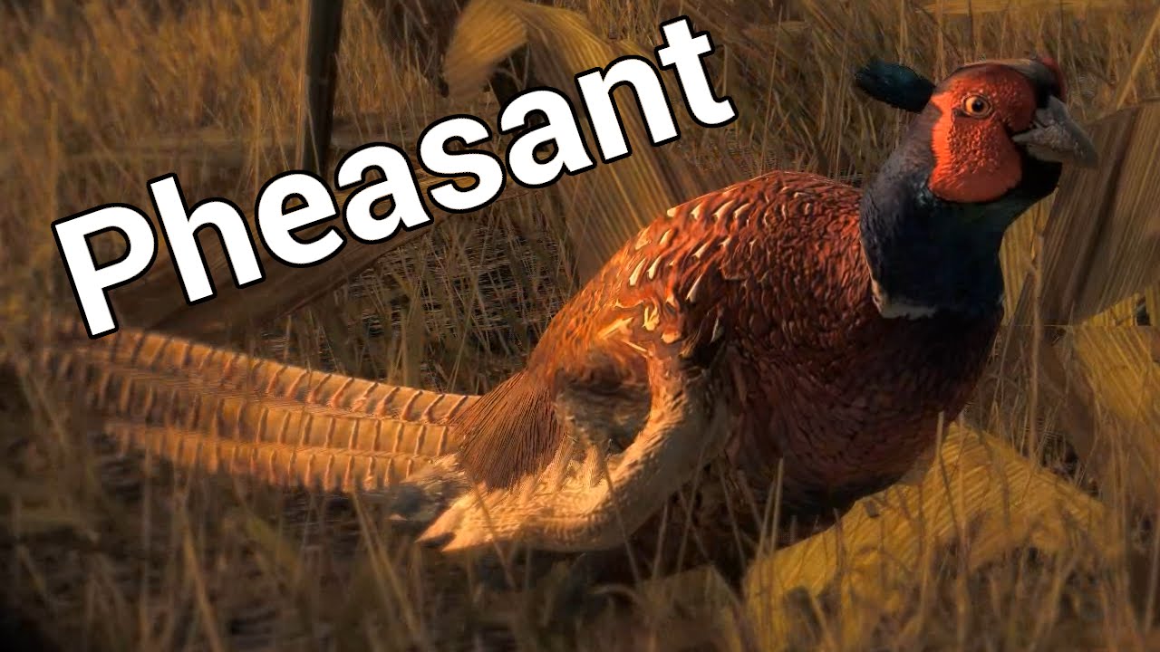 Pheasant Hunt - The Movie / The Hunter [Full HD] - YouTube