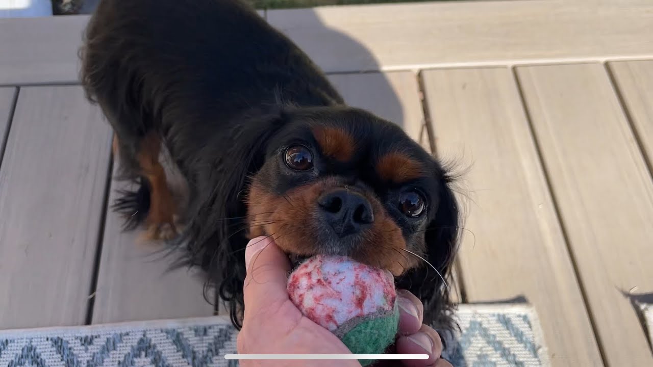 cute dog having fun playing fetch while her brother watches on - YouTube