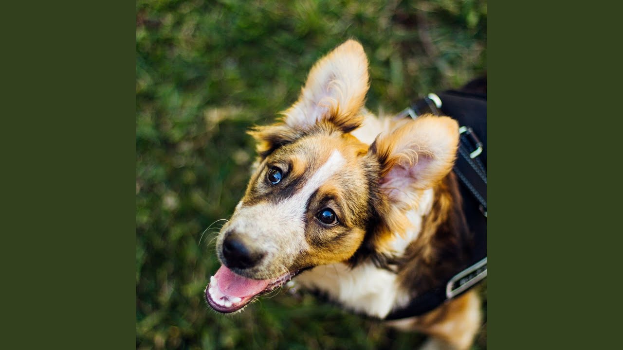 Background for Cute Dog Behavior - YouTube