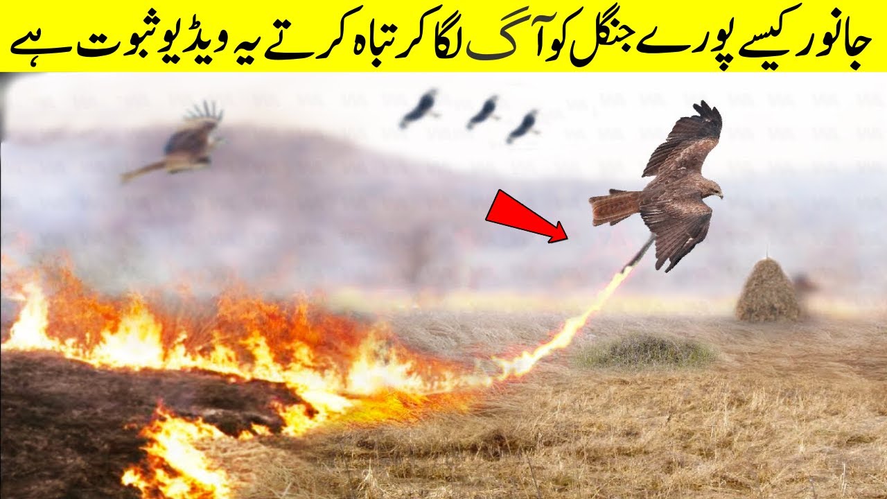 How Birds Burnt Forest Unbelievable Video | YELLOW - YouTube