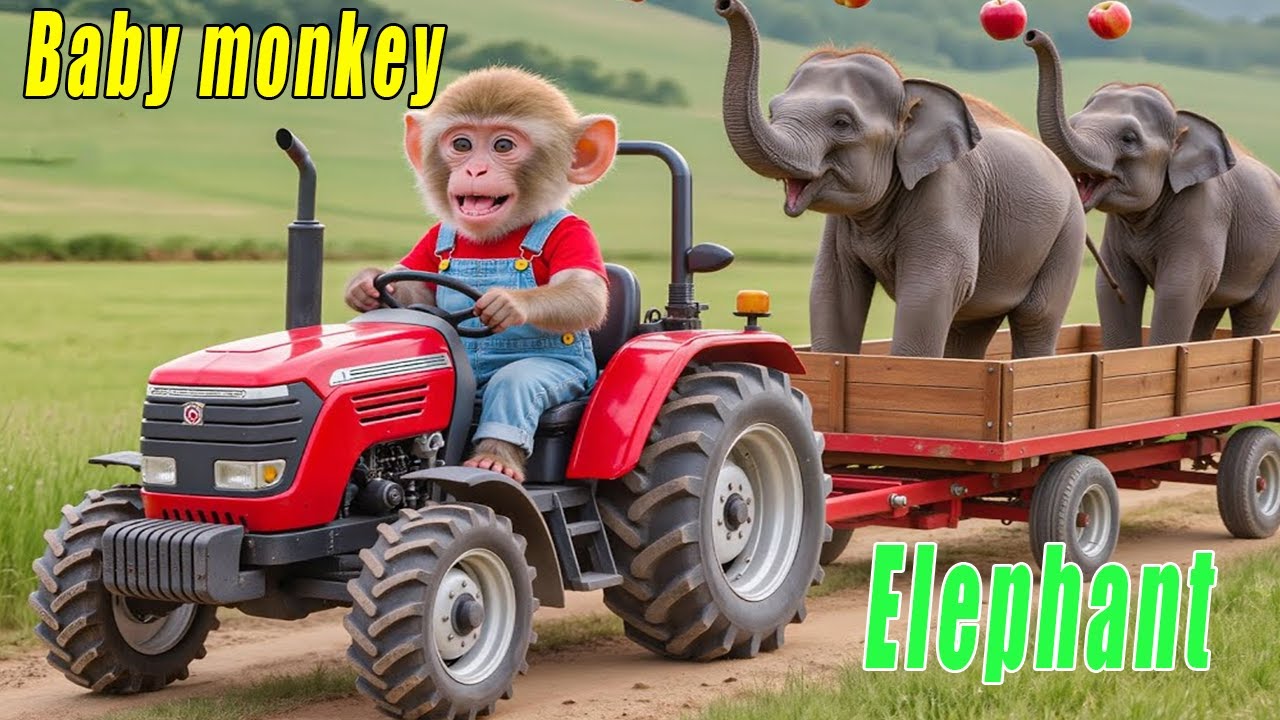 Baby Monkey Drives a Tractor 🚜🐵 and Helps Elephants! 🐘 - YouTube