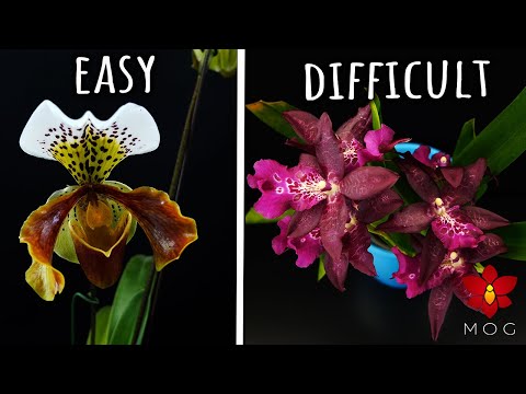 Easy Orchids VS Difficult ones - Rating my Orchids by difficulty level! 🤔