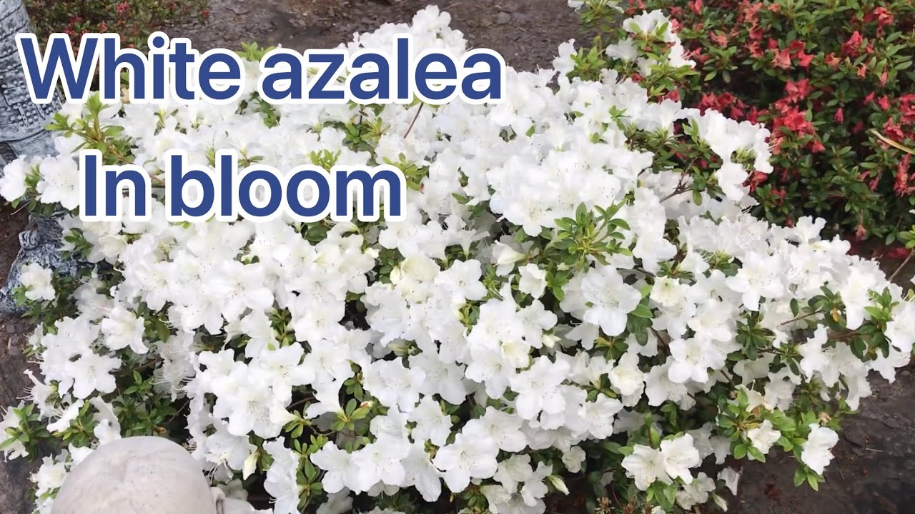 White azalea in bloom in my Japanese style garden - YouTube
