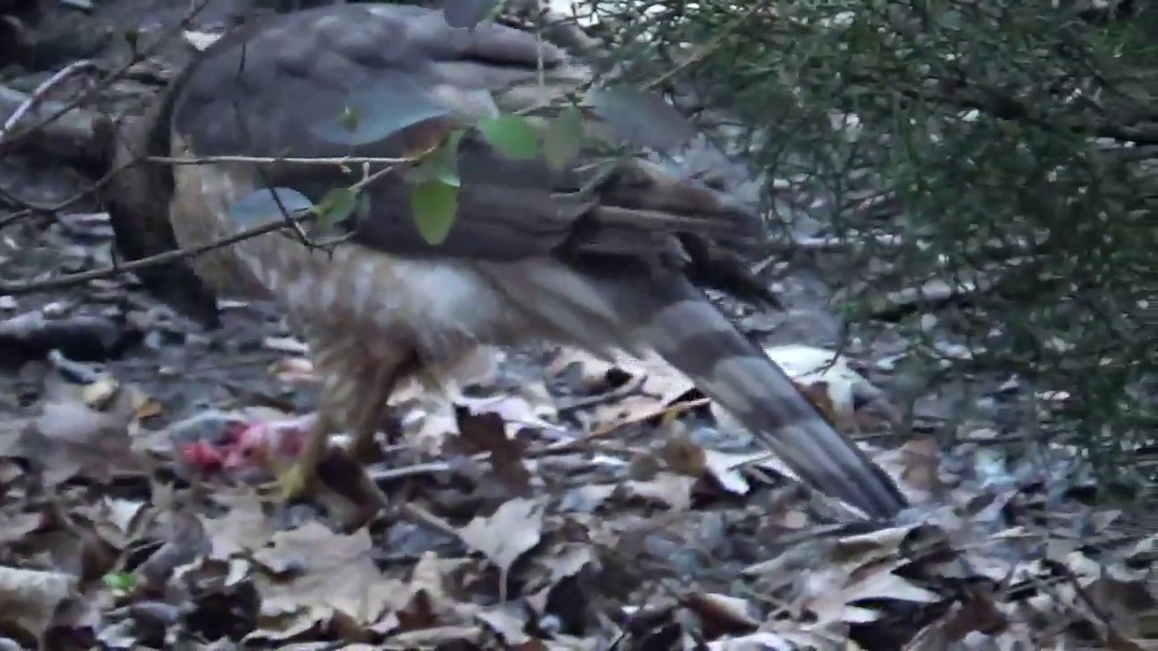 HAWK EATING A RAT ~ SAME DAY,DIFFERENT PART! - YouTube