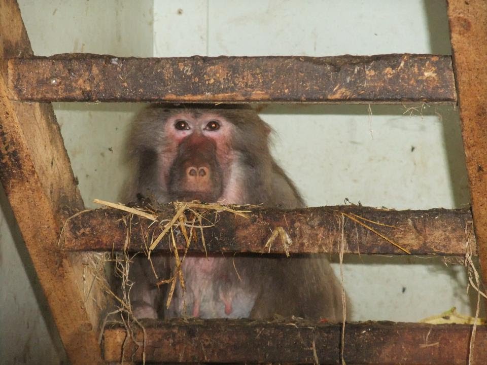 Rescue Darwin And Friends - YouTube