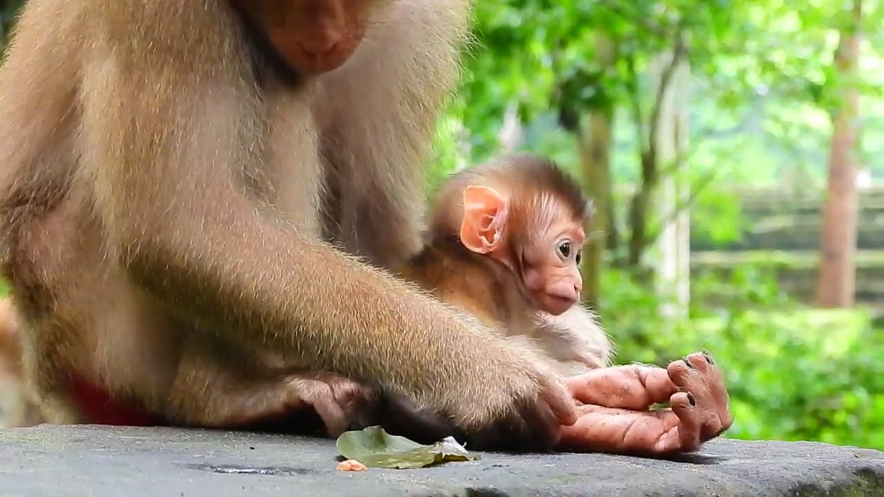 Monkey Libby Is Also Good At Taking Care of Baby Rainbow? - YouTube