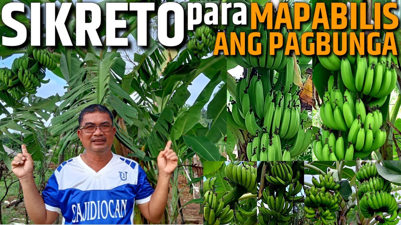 ANG GINAGAWA KO PARA MAPABILIS ANG PAGBUNGA NG SAGING | PAANO MAPABILIS ...