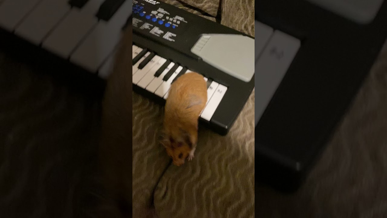 Hamster playing piano - YouTube