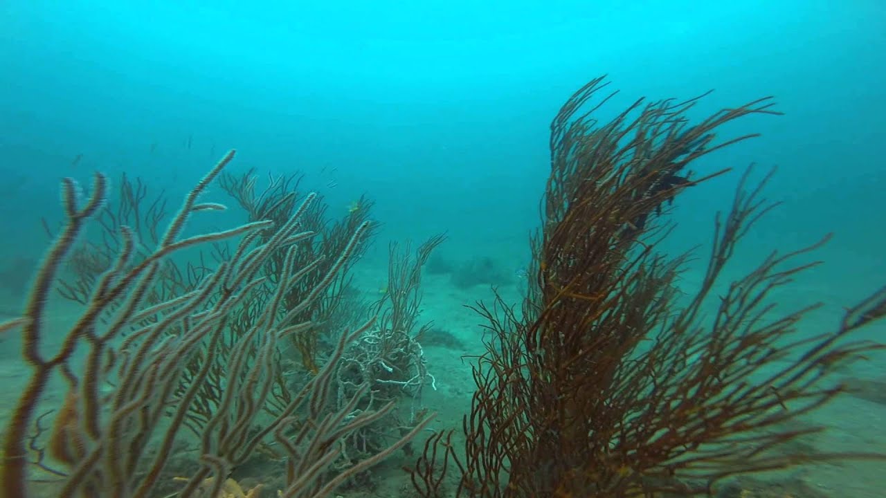 Freediving Underwater Bridge, Tumbak lagoon - North Sulawesi, Indonesia ...