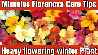 Mimulus Floranova Care Tips || How to Grow and Care Mimulus Floranova  || Best Winter Flower Plant