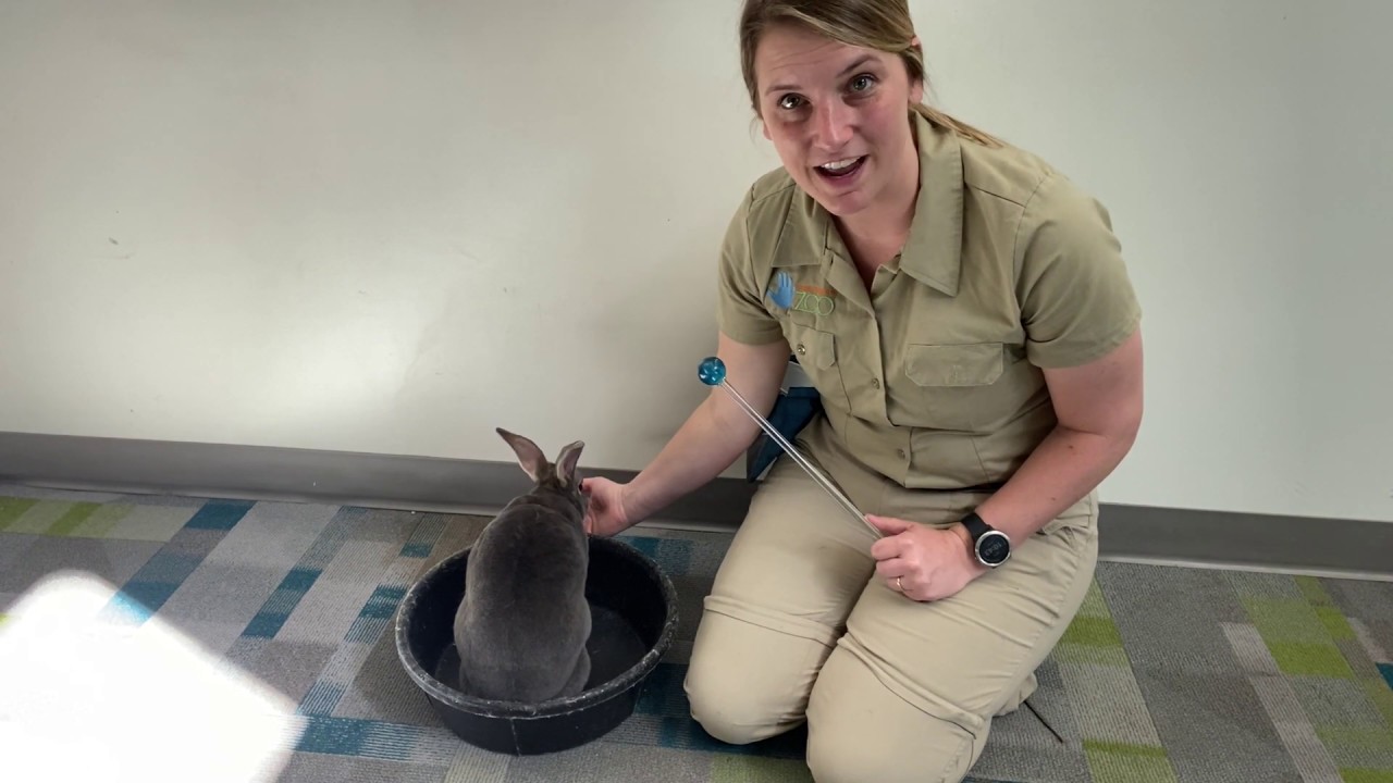Keeper Corner: Rabbit Training - YouTube