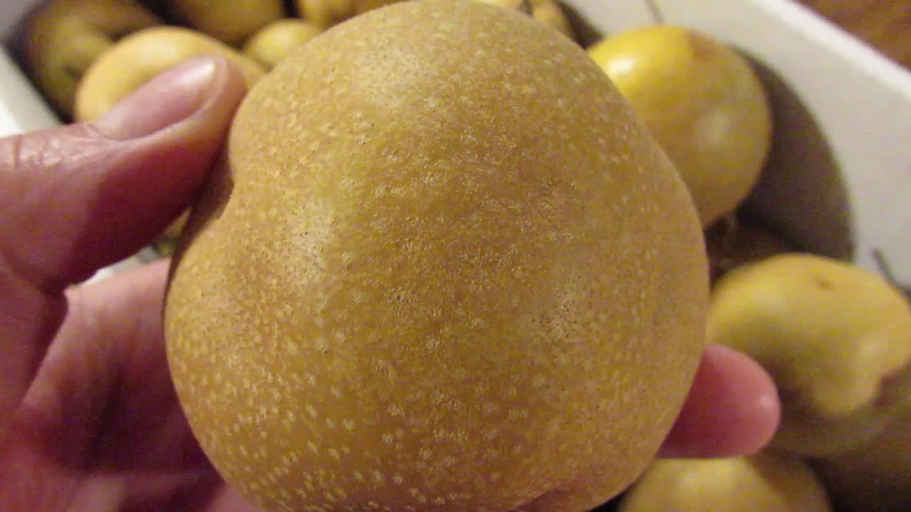 Asian Pear, Golden Russet, and Blue Pearmain Harvest! - YouTube