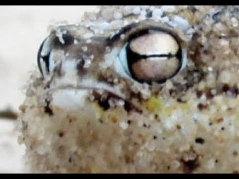 Angry Frog Squeak - YouTube