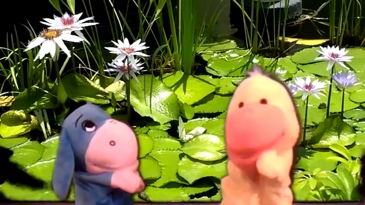 Barnyard Anxiety Puppet Show - YouTube