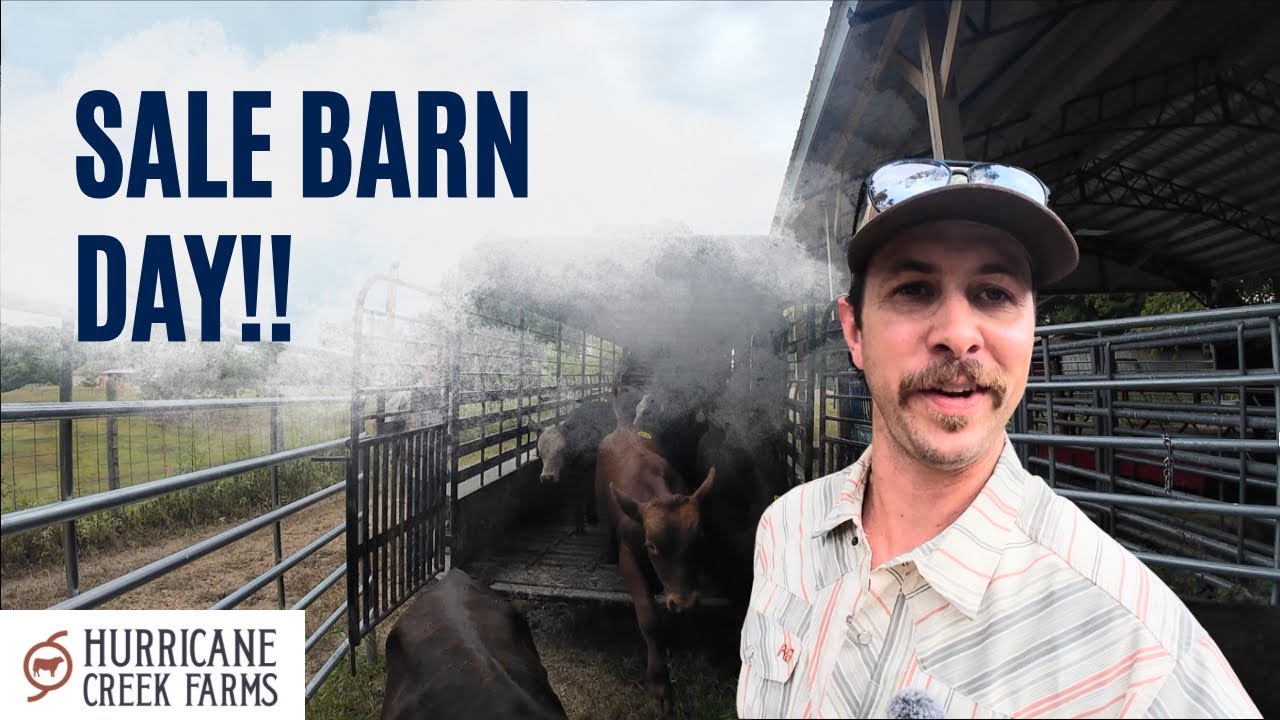Sale Barn Day: Did we buy more than we sold? - YouTube
