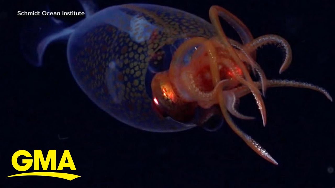Colossal squid captured on video for 1st time in natural habitat - YouTube