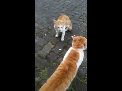 Duel maut preman .saling serang.ngeri