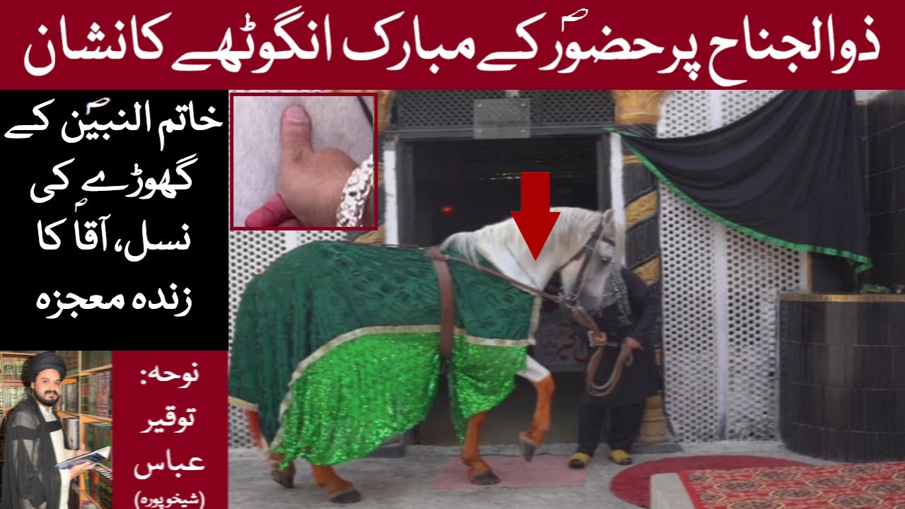 Best Zuljanah | Zuljanah Of Prophet Muhammad’s Horse Pedigree | DulDul ...