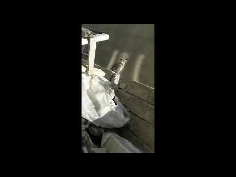 allahım çok tatlılar☺☺