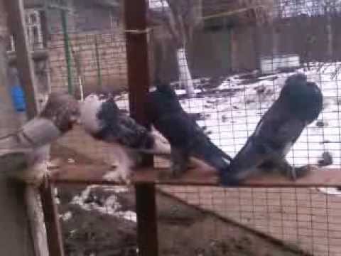 porumbei gusati pomerani moldova straseni - YouTube