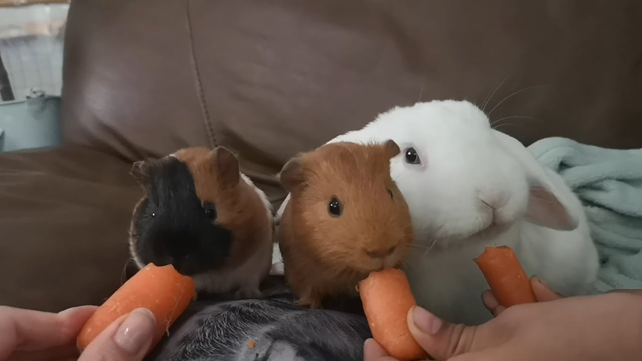 Adorable Bunny Tarzan and Guinea Pigs Share a Carrot! Funny Rabbit ...