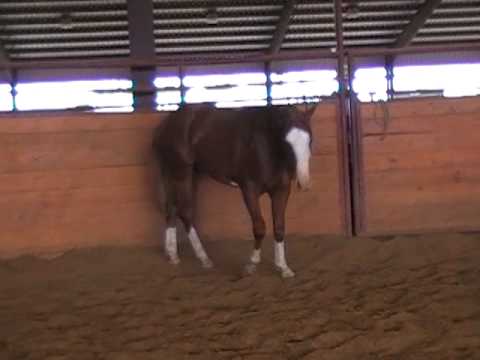 Gunner Yearling Stud for Sale - YouTube