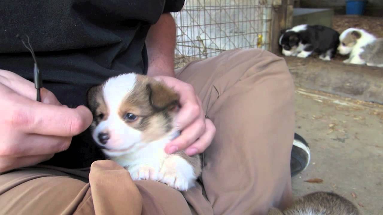 5 weeks old Welsh Corgi Pembroke Puppies - YouTube