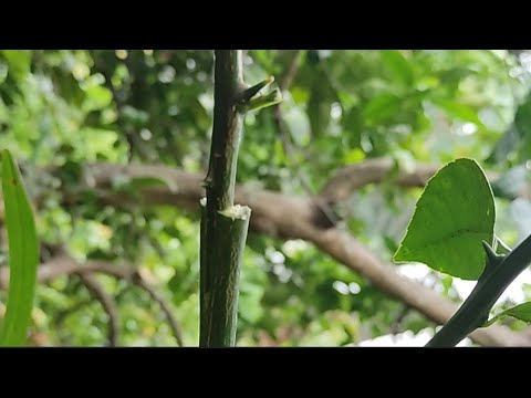 injerto de limón criollo a limón mandarina 🙂 - YouTube