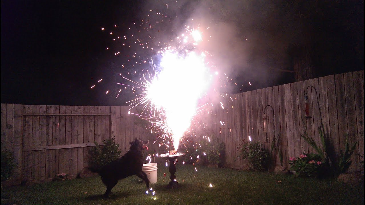 FIREWORKS DOG! - YouTube