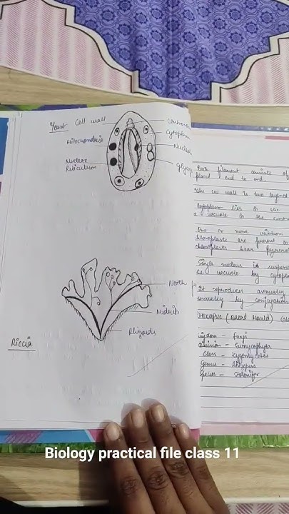 class 11 bio practical file #neet2025 #biology - YouTube