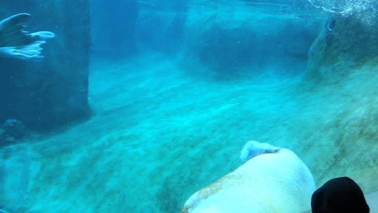 Walruses at the Point Defiance Zoo - YouTube